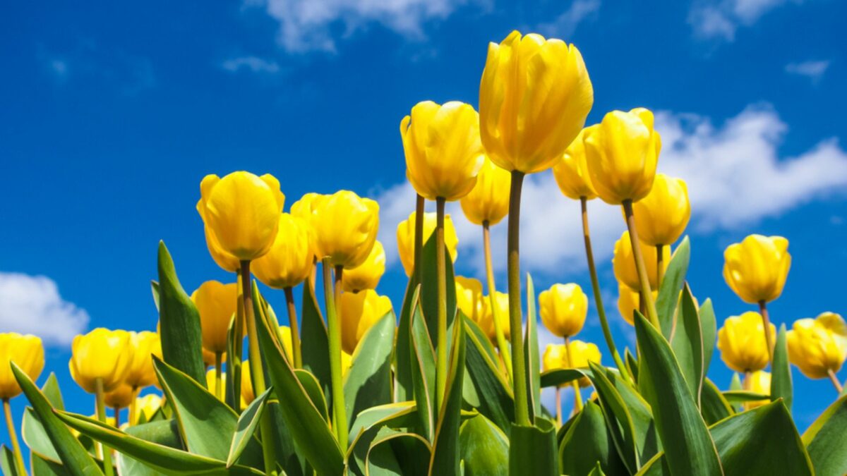 25 Best Yellow Flowers To Light Up Your Landscape (+ 8 Special ...