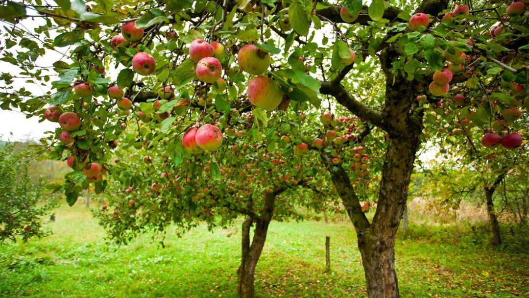 25 Companion Plants That Will Make The Apple Trees In Your Yard Thrive ...