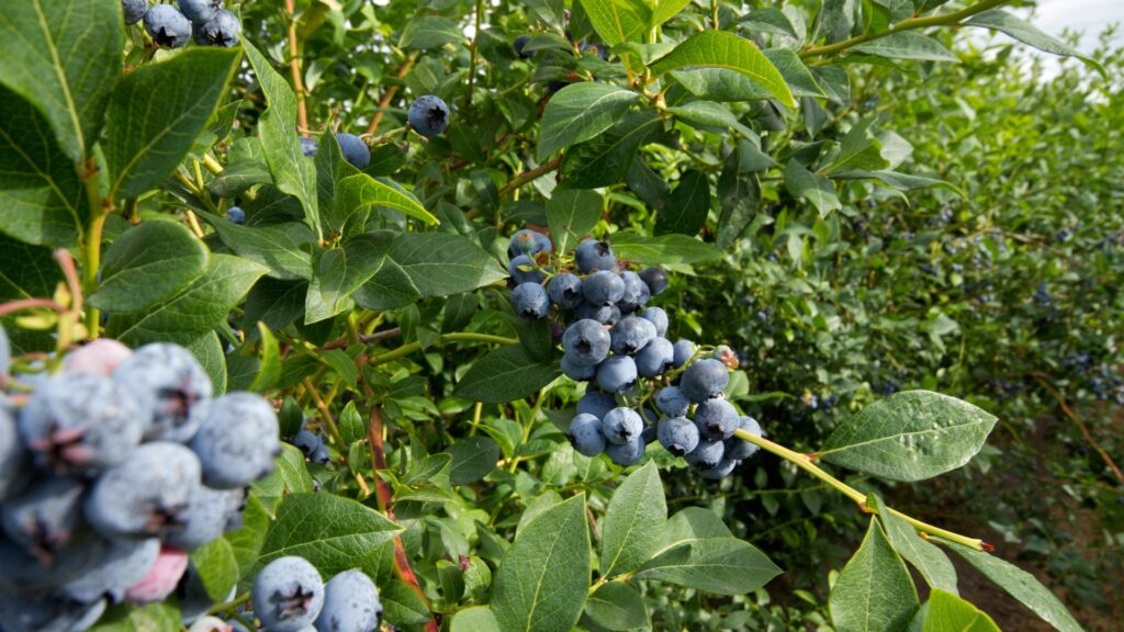 25 Delicious Berry Varieties To Grow This Year (And Some More Flavorful ...