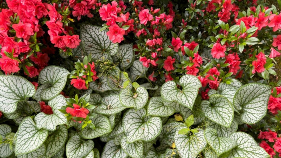 25 Delightful Companion Plants For Azaleas (+5 Bonus Beauties That ...
