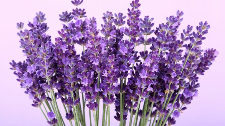 25 Heat-Resistant Plants That Will Keep Your Garden Green All Summer