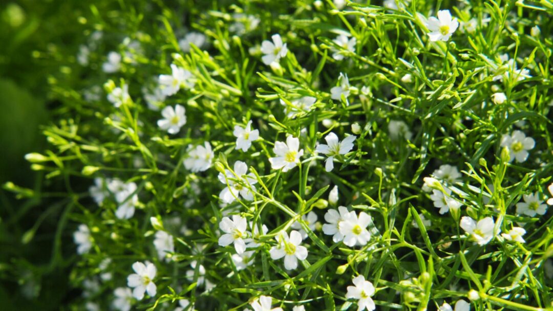 25 Plants With Adorable Tiny Flowers (Plus 8 More You’ll Instantly Fall ...