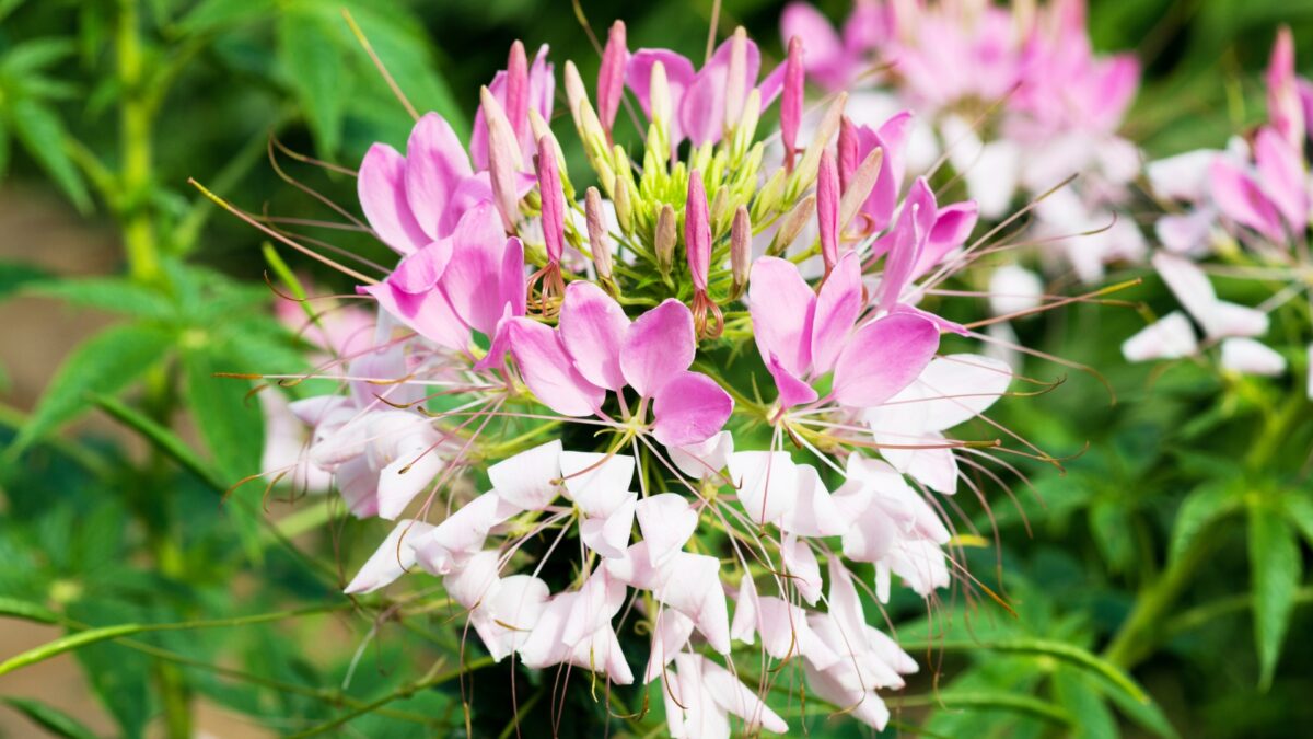 25 Stunning Fast-Growing Flowers (Plus 7 That'll Brighten Your Garden ...