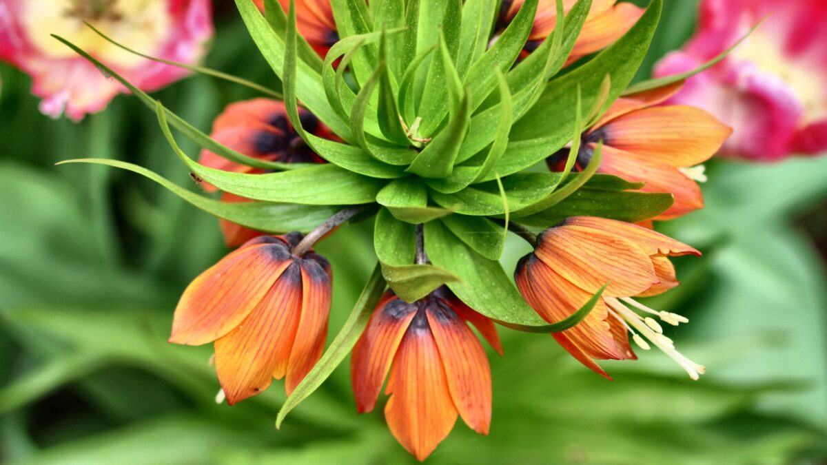 25 Stunning Flowers That Bloom In April (Plus A Few More For A Spring ...