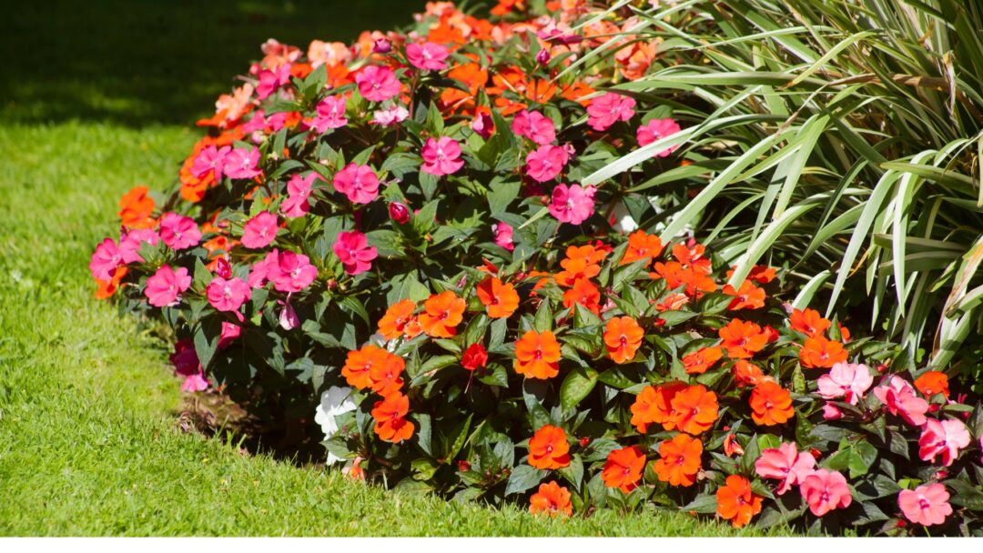 25 Top Flowers For Raised Beds That Stay In Bloom All Season (Plus More ...