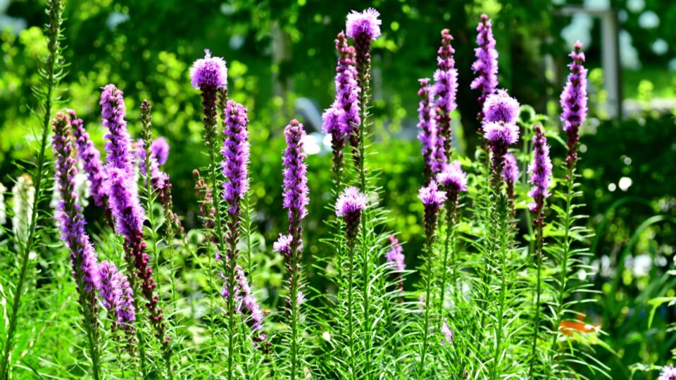 25 Top Plants For Midwest Yards (And 5 That Won’t Last)