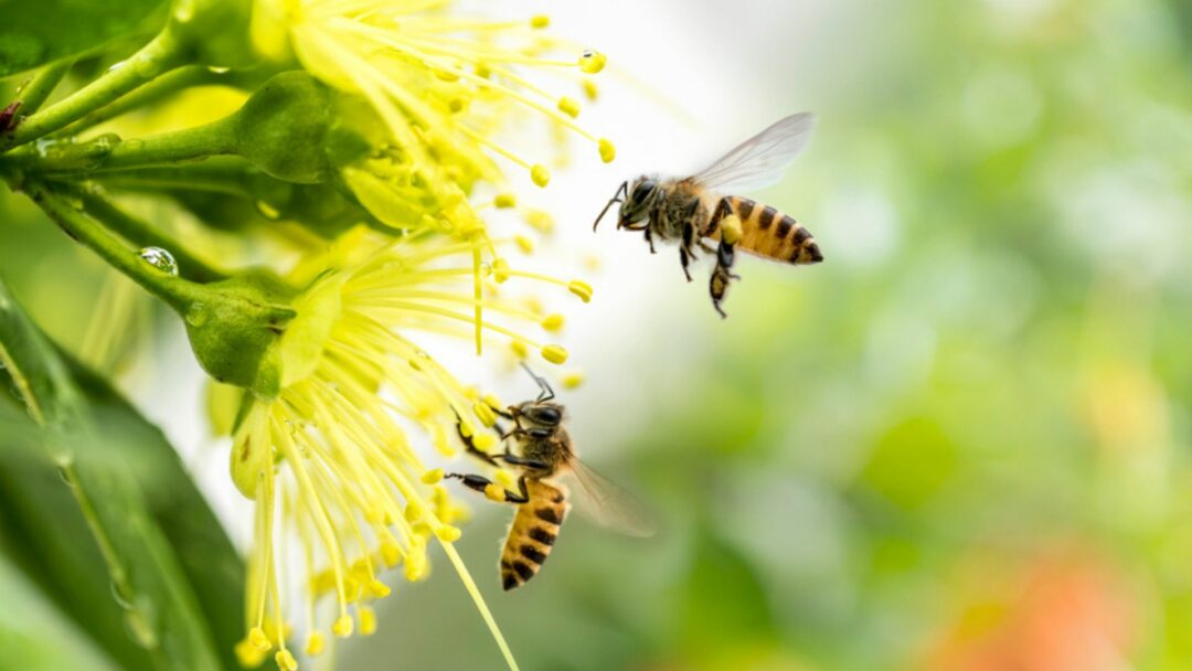 25 Ways To Build A Pollinator-Friendly Garden This Spring (Plus The ...
