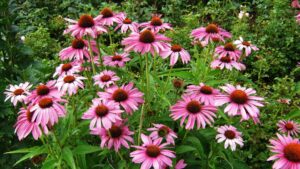 25 Ways To Layer Perennials For A Constantly Colorful Garden (Plus The ...