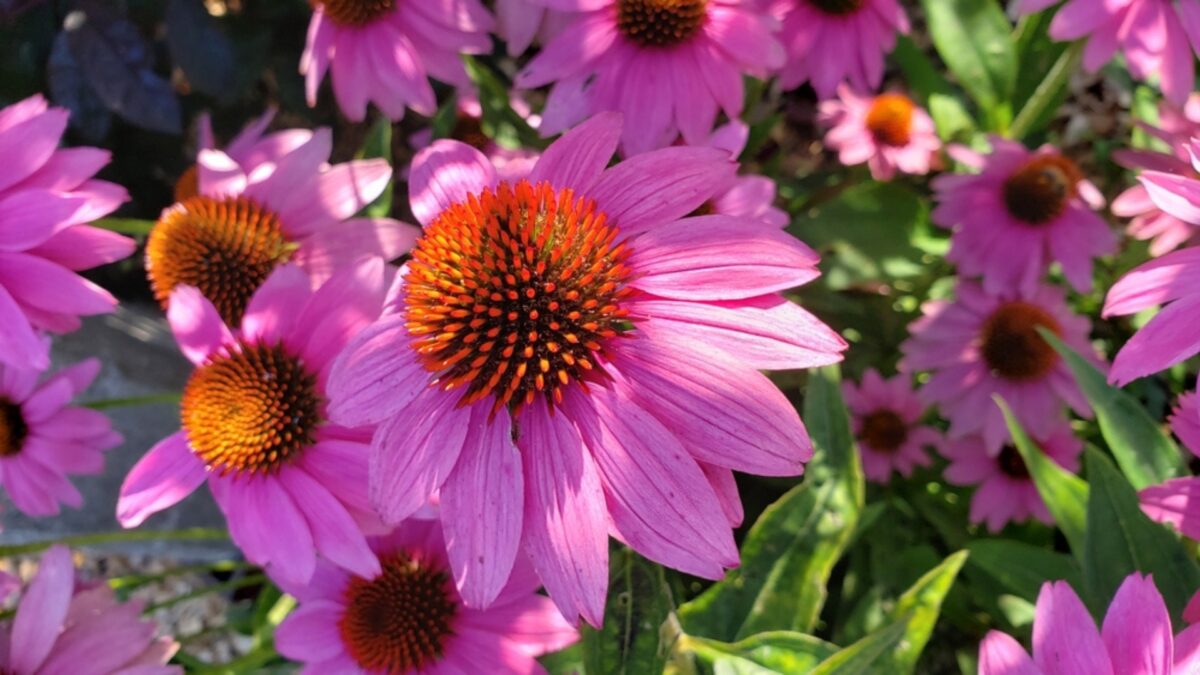 26 Brilliant Ways To Layer Perennials For A Constantly Colorful Garden ...