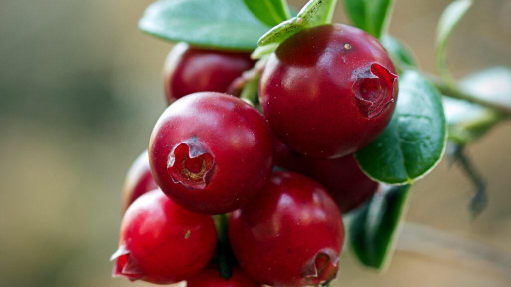 26 Flowering Ground Covers That Fill Bare Spots And Produce Tasty Fruit ...
