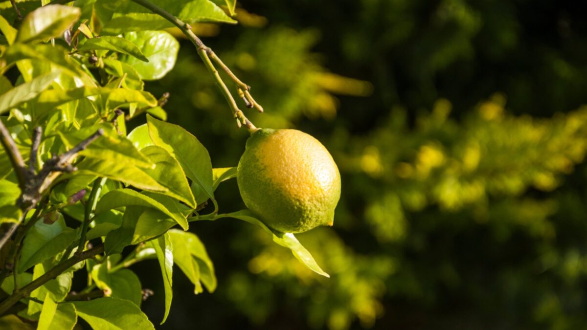 26 Surprising Reasons Why Some Fruits And Vegetables Are Banned From ...