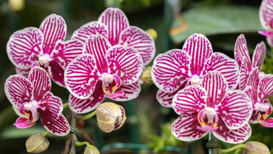 27 Orchids That Bloom Year Round (And 2 That Only Bloom Seasonally)
