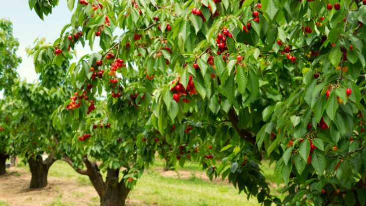 27 Types Of Cherry Trees Are Best To Grow For Flowers And Fruit (And 2 ...