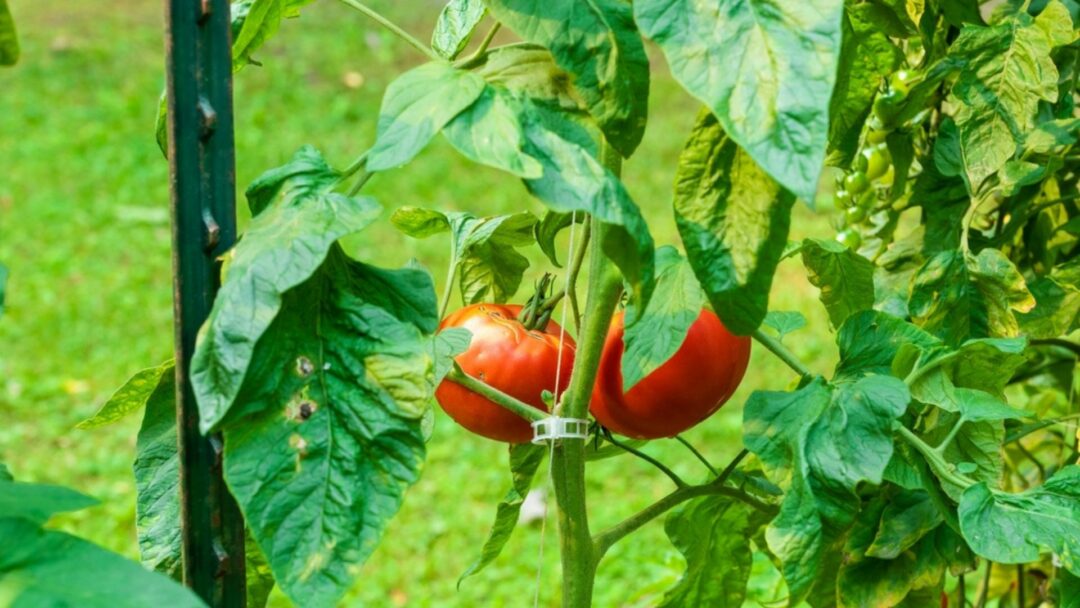 28 Best Climbing Vegetables To Grow Vertically (Space-Saving ...