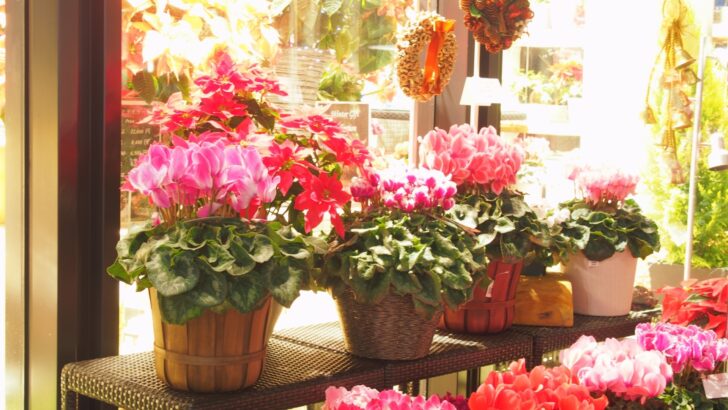 20 Indoor Blooming Plants To Brighten Up Your Home (And More Hidden ...