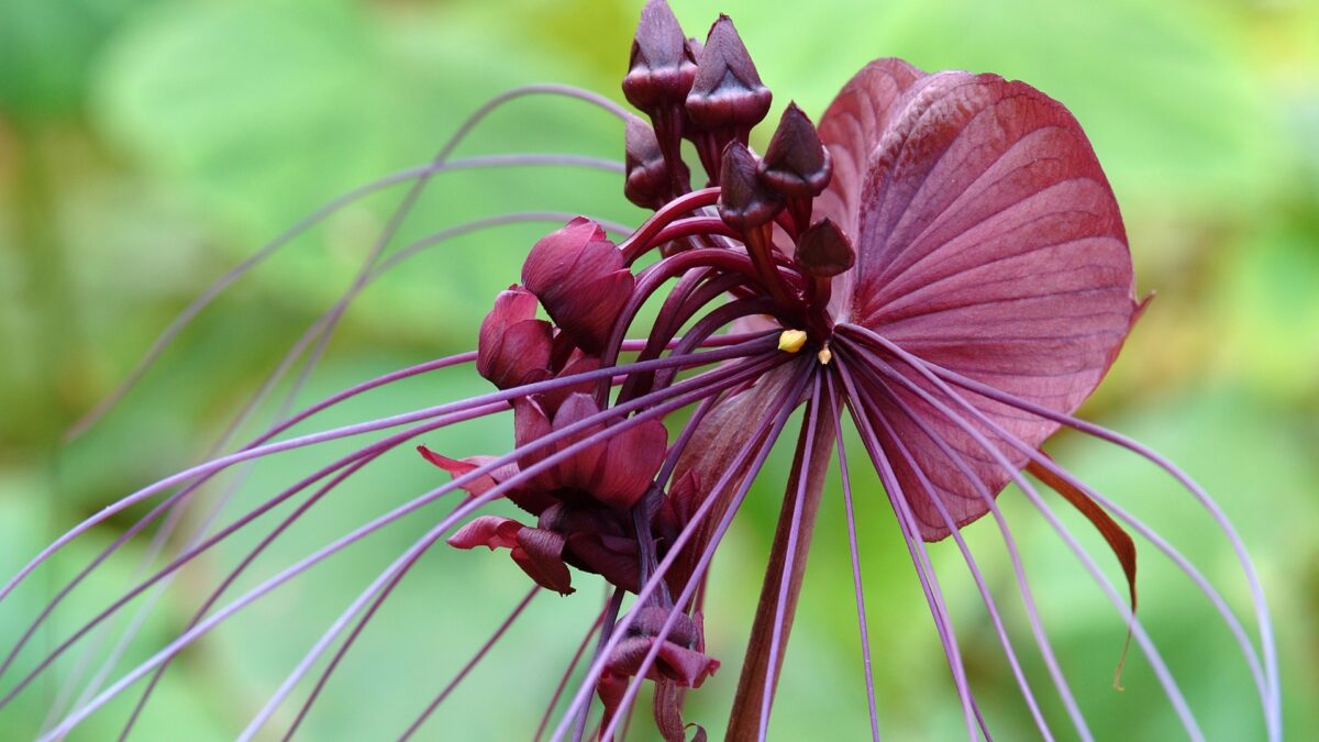 20 Of The World’s Strangest Flowers