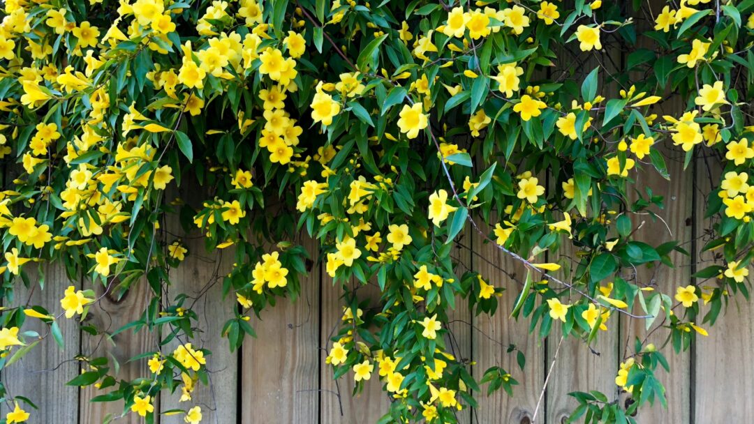 28 Stunning Native Vines That Belong In Your Garden (Plus Secrets For ...