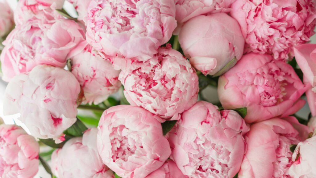 28 Stunning Pink Perennials For A Low-Maintenance Garden (Plus Some You ...