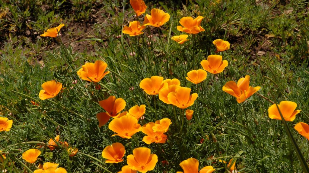 28 Wildflowers That Are Naturally Stunning And Simple To Grow