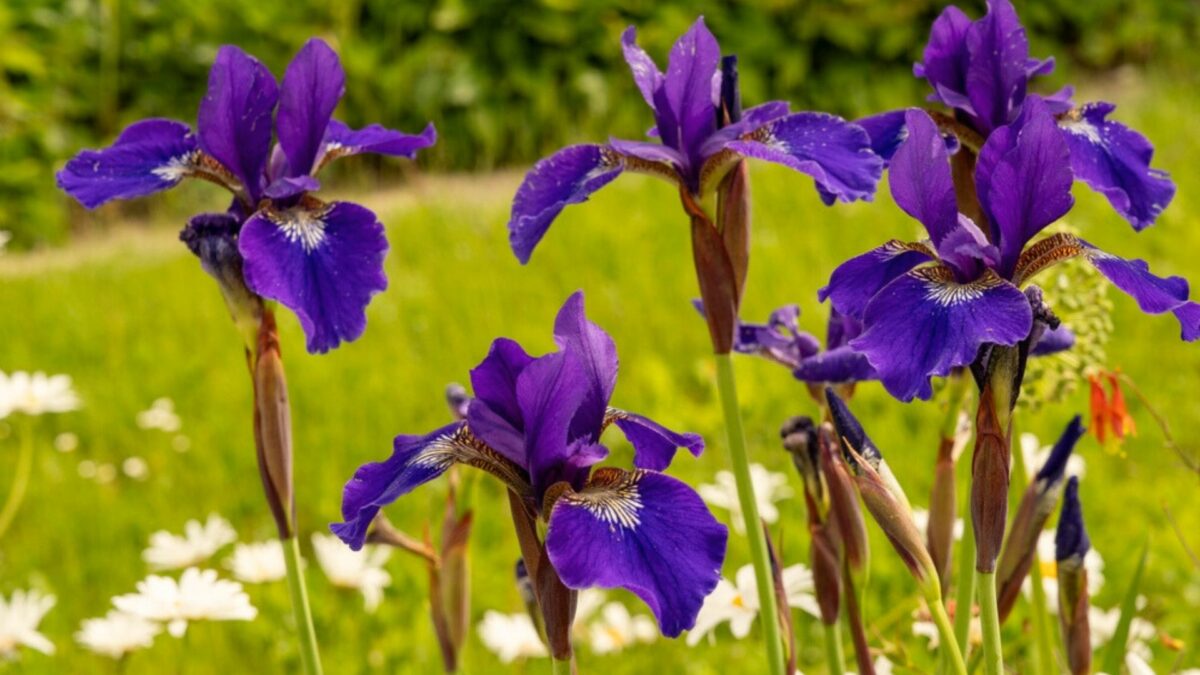 30 Reasons Beardless Irises Are A Must-Have For Your Backyard Garden