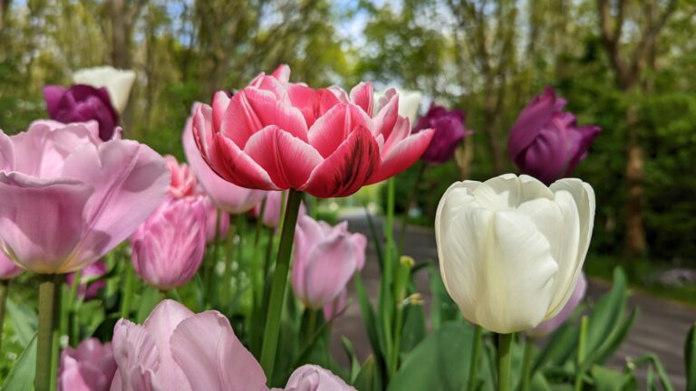 30 Spring Flowers That Instantly Brighten Up Your Garden (Some Bloom ...