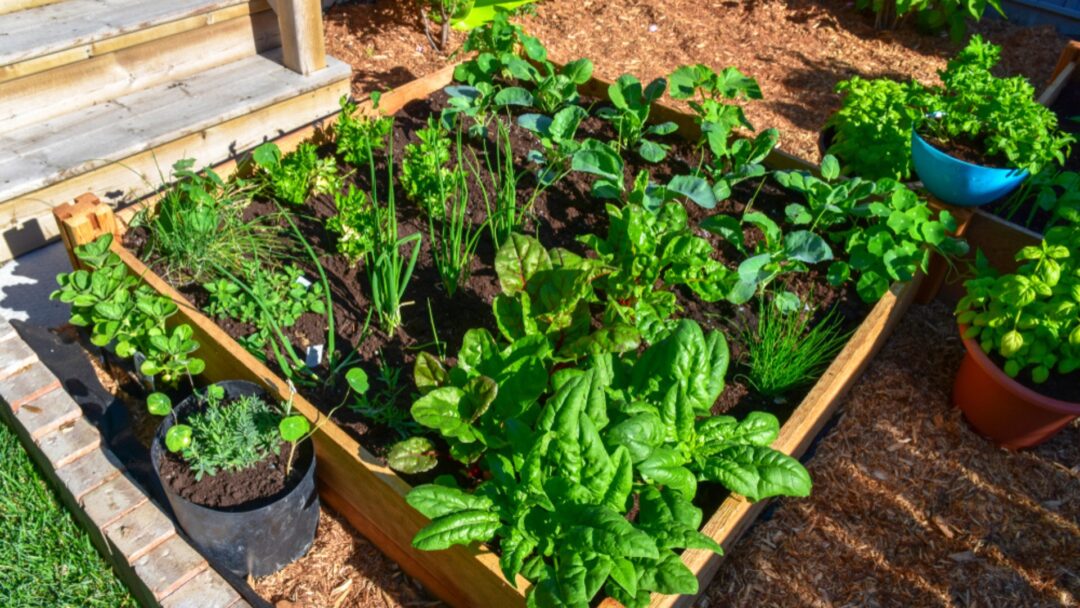 31 Ancient Vegetable Growing Secrets For A Better Harvest