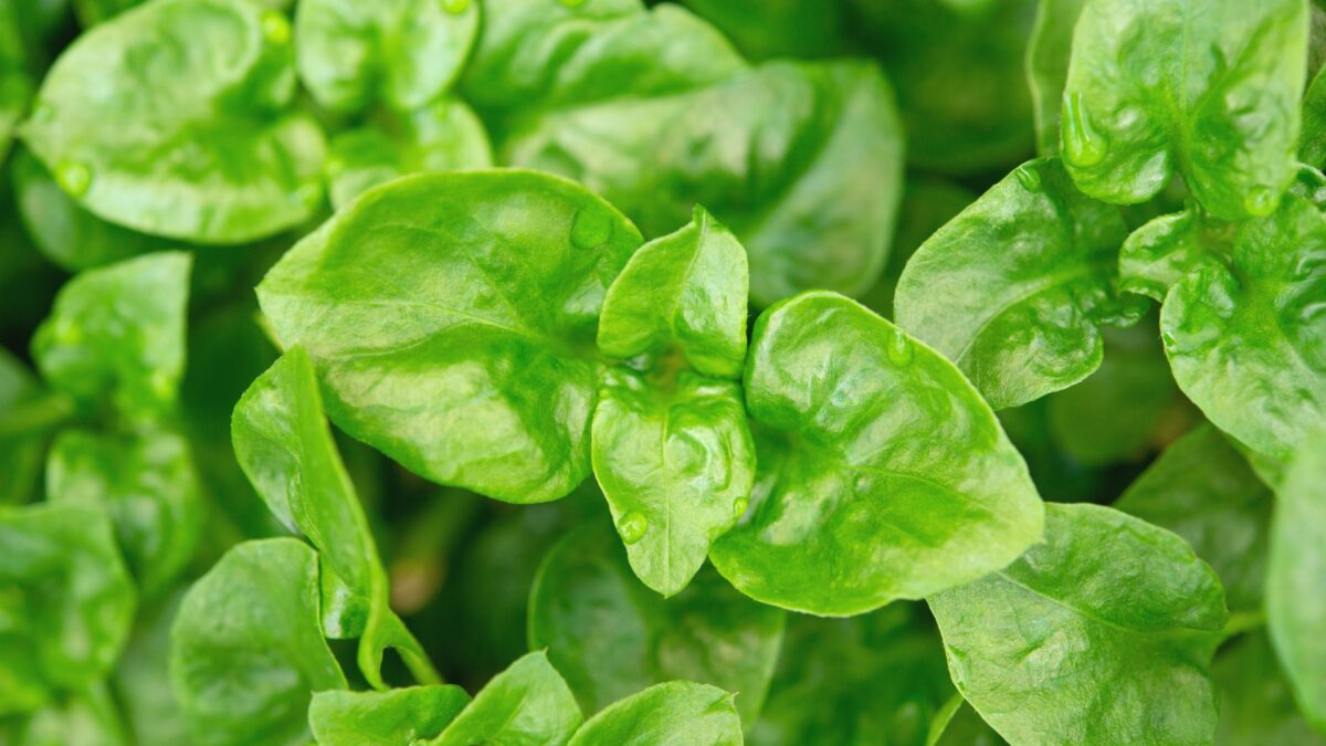 32 Hardiest Vegetables That Thrive In Partial Shade
