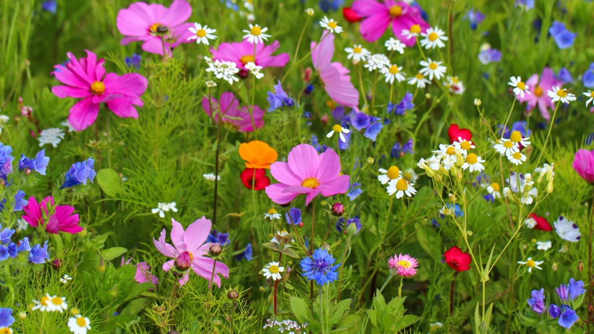 34 Wild Flowers To Fill Out Your Garden