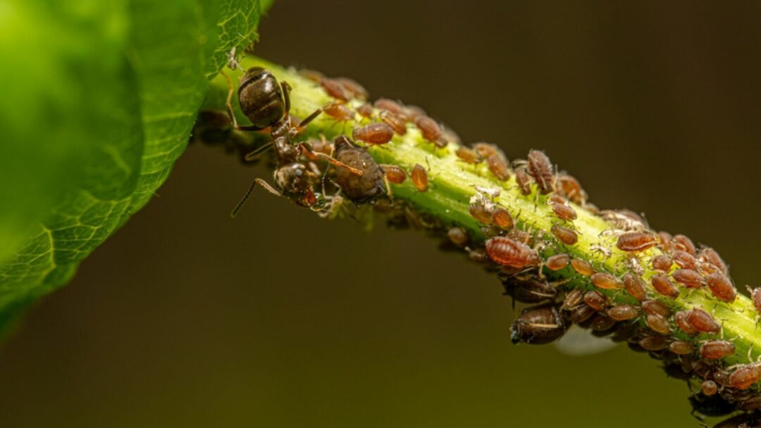 34 Worst Garden Pests And How To Get Rid Of Them (Effective Fixes Included)