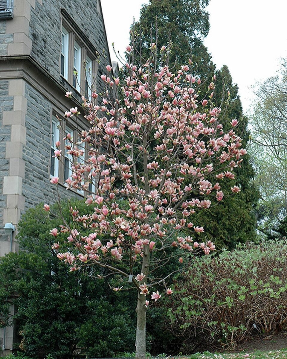 15 Best Magnolias For Small Gardens (Plus Extra Awe-Inspiring Wonders)