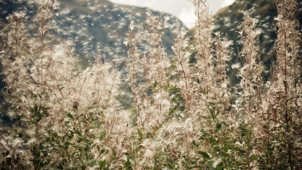 8 Ways To Identify High-Pollen Plants In Your Yard
