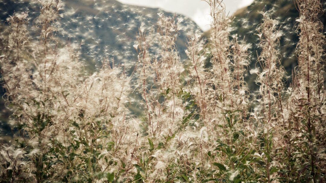 8 Ways To Identify High-Pollen Plants In Your Yard