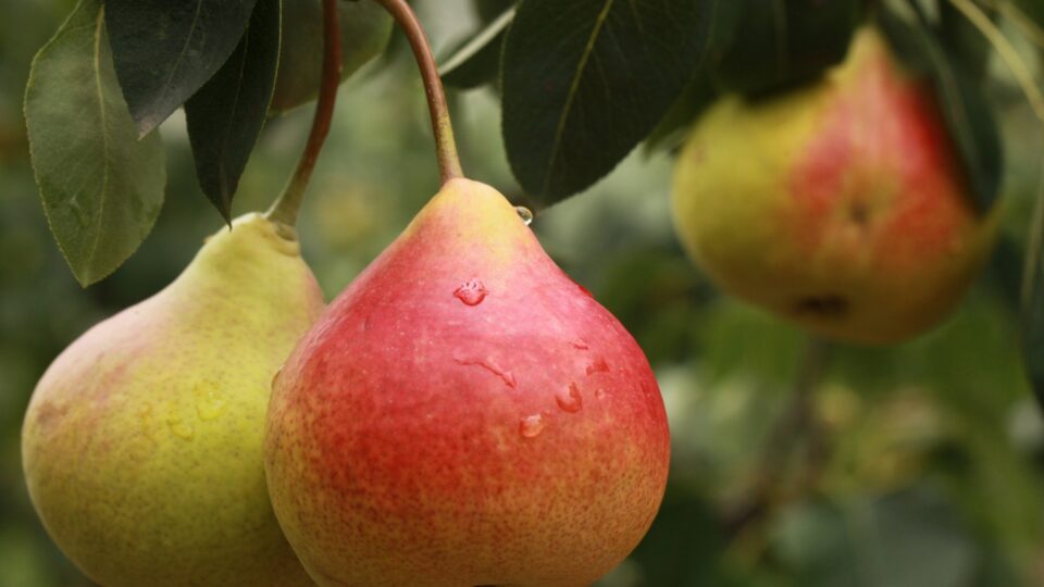 An Expert Guide With 10 Tips For Growing A Healthy And Productive Pear ...