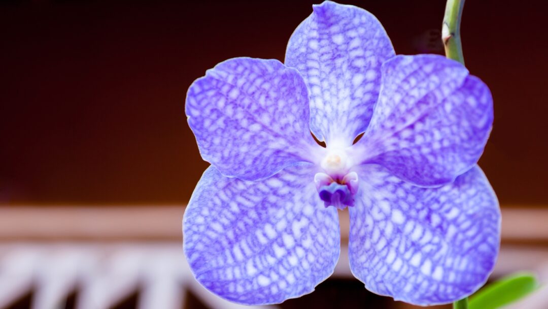 Are Blue Orchids Real — 10 Things To Know About the Vibrant Flower