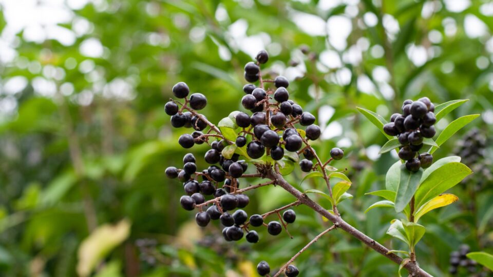 Avoid Touching These 35 Plants That Can Cause Serious Harm