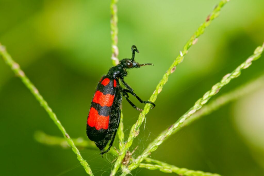 34 Worst Garden Pests And How To Get Rid Of Them (Effective Fixes Included)