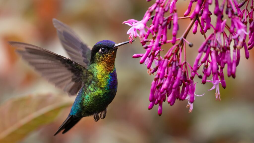 30 Budget-Friendly Ways To Create a Stunning Hummingbird Garden (And 10 ...