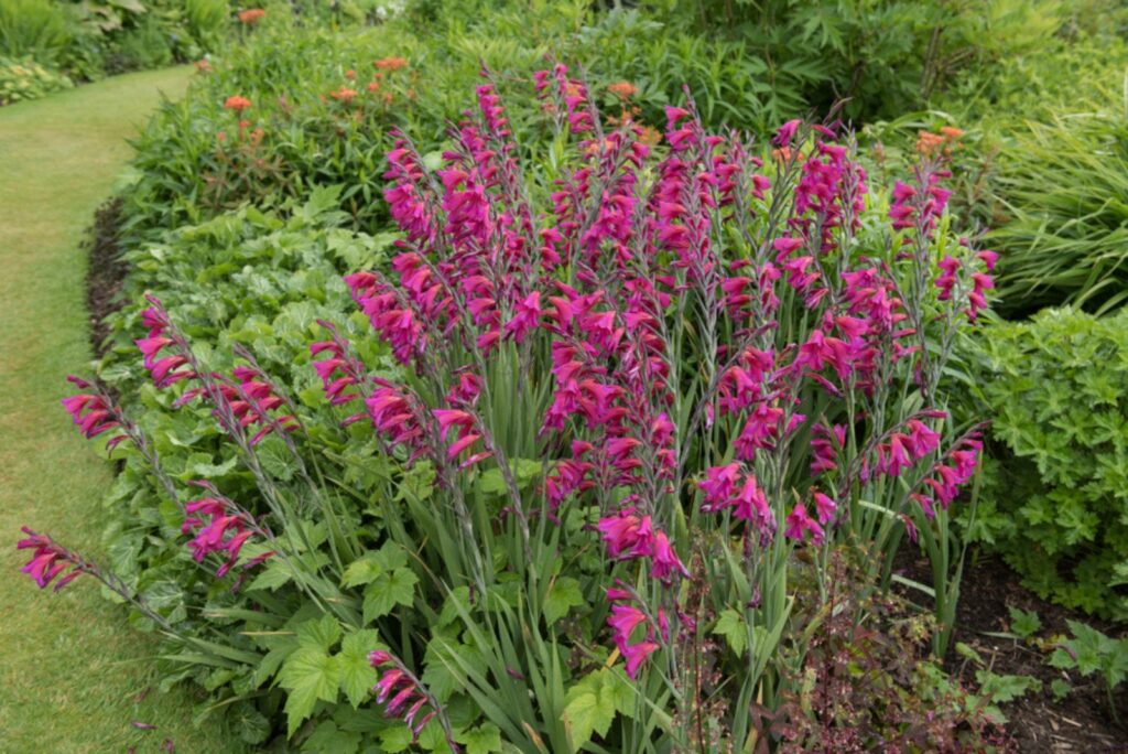 25 Tips For Growing Stunning Gladiolus Flowers In Your Garden (Plus A ...