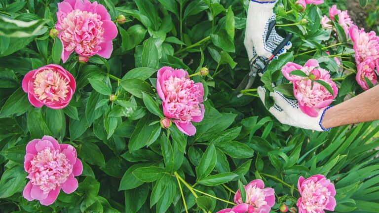 Common Mistakes Everyone Makes When Pruning Peonies (And How To Fix ...