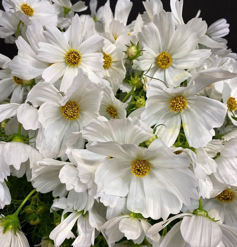 Best Types Of Cosmos – 29 Beautiful Varieties To Grow For A Colorful Summer Display