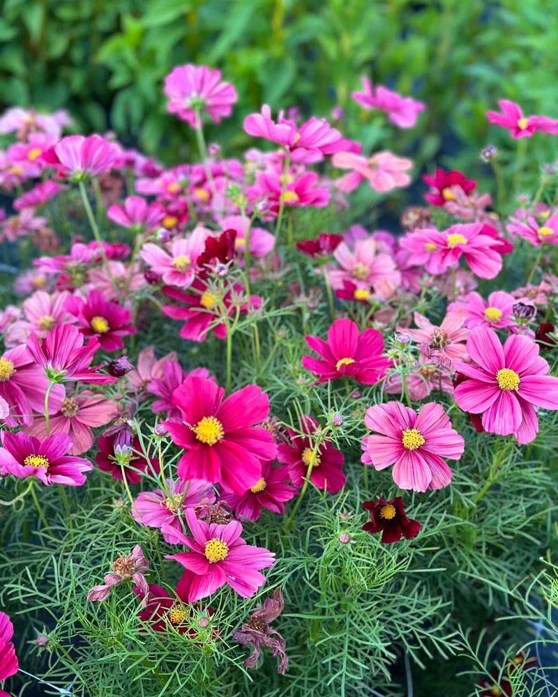 Best Types Of Cosmos – 29 Beautiful Varieties To Grow For A Colorful Summer Display