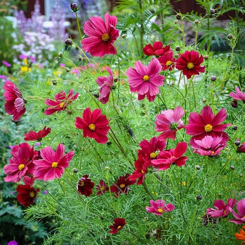 Best Types Of Cosmos – 29 Beautiful Varieties To Grow For A Colorful Summer Display