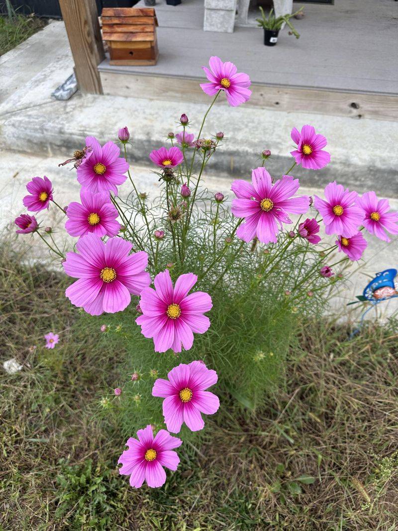 Best Types Of Cosmos – 29 Beautiful Varieties To Grow For A Colorful Summer Display
