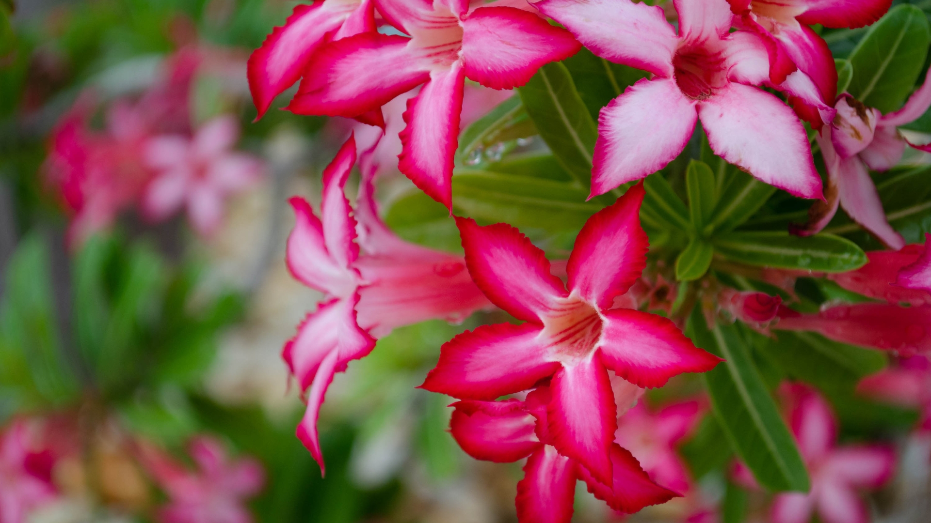 19 Best Succulents To Grow Indoors