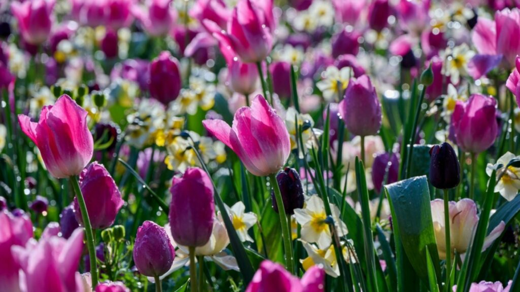 Don’t Miss Out On These 25 Gorgeous Bulb Flower Types For Your Garden ...