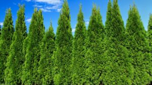 27 Fast-Growing Evergreen Trees That Will Be Tall Before You Know It