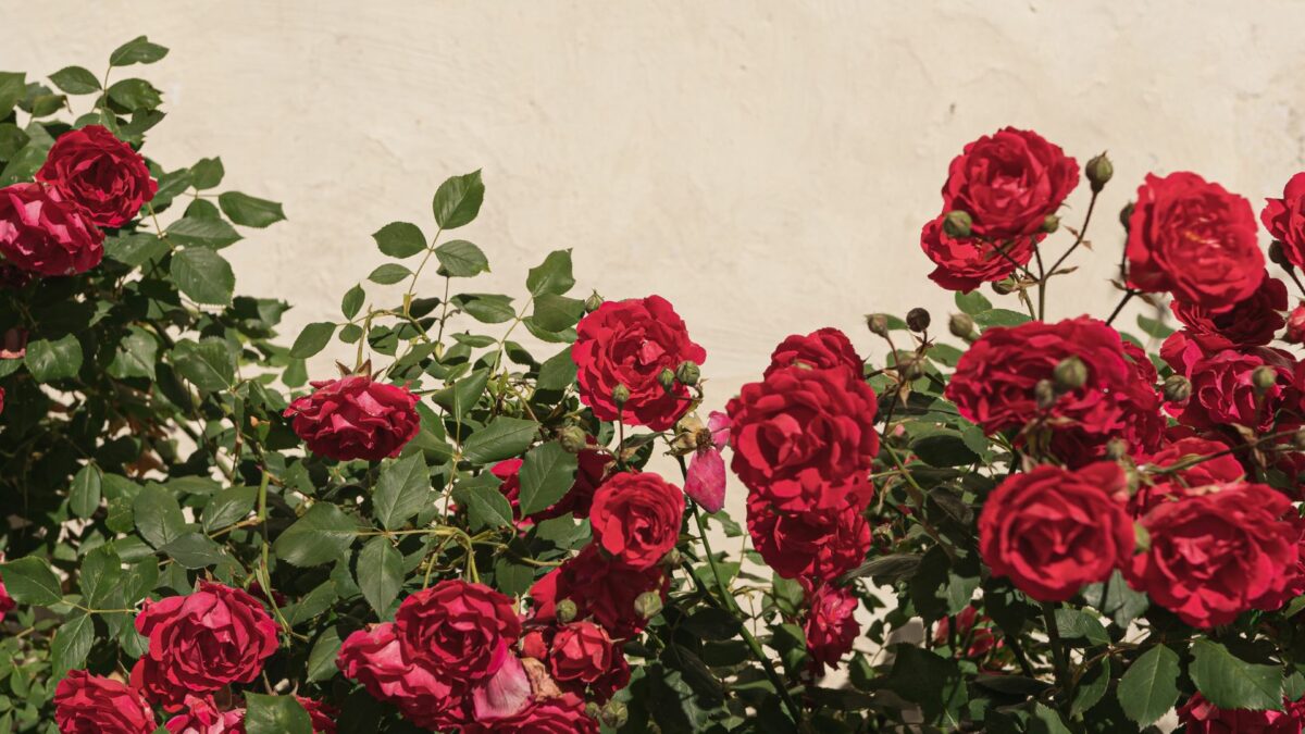 21 Gardening Mistakes That Are Keeping Your Roses From Blooming (Plus ...