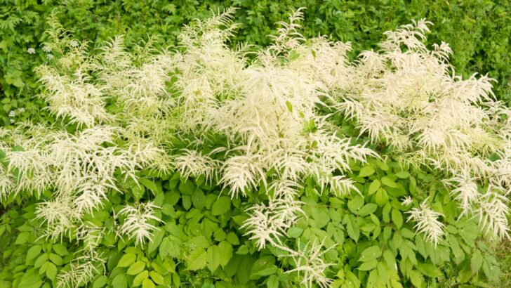 39 Stunning Perennials That Bloom In The Shade