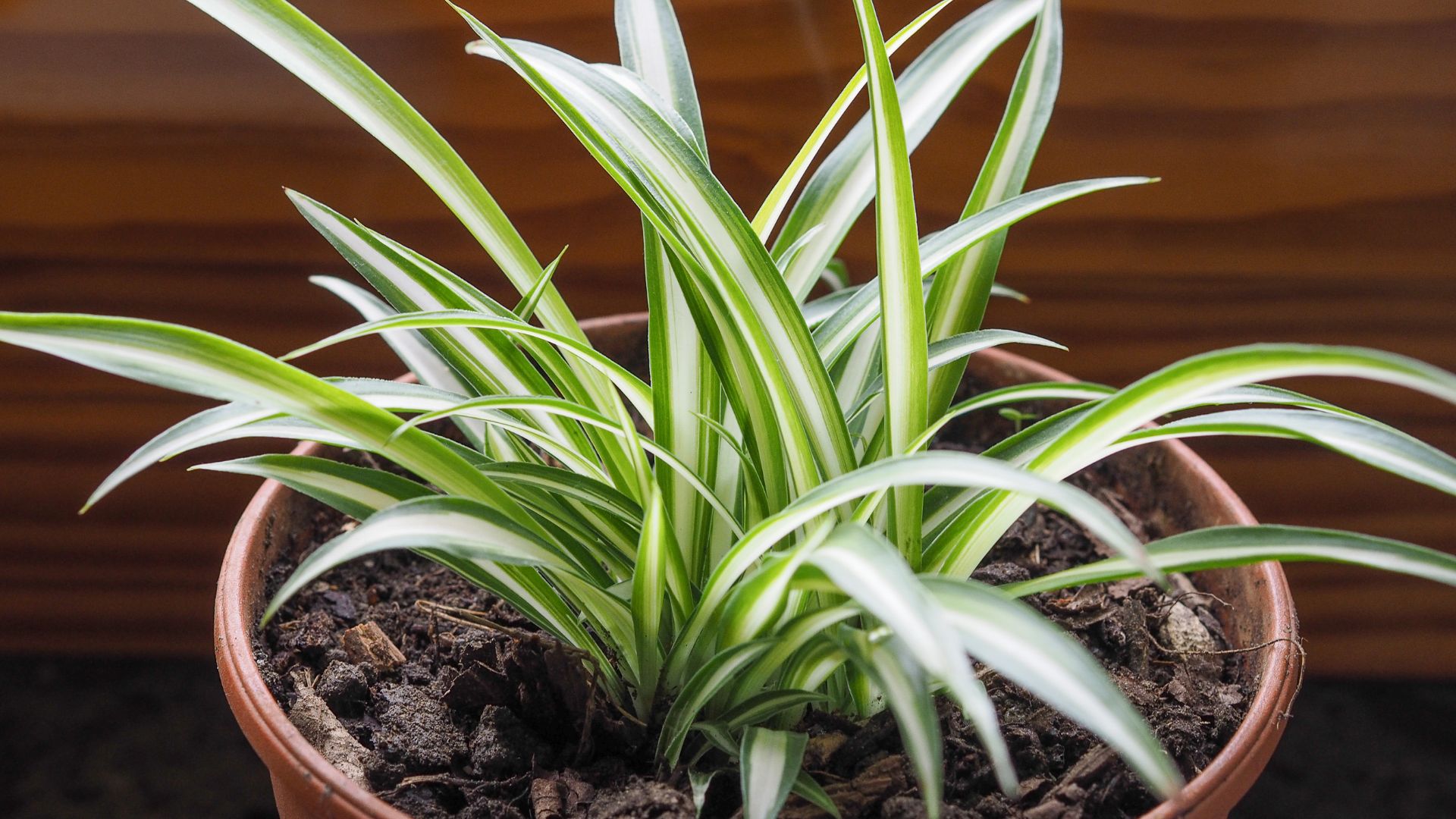 23 Tips For Watering A Spider Plant The Right Way (And How To Keep It ...