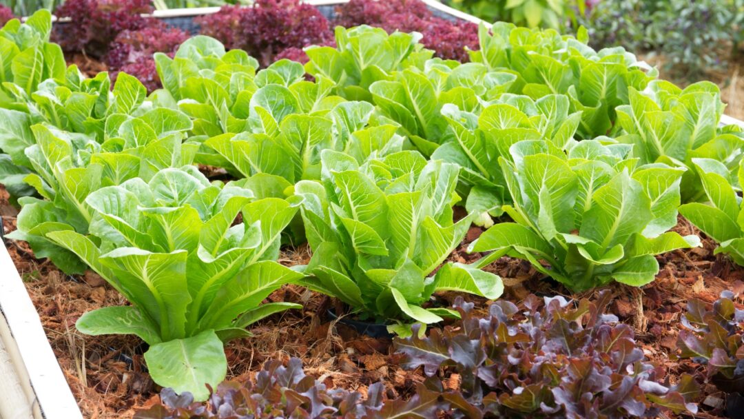 Grow Fresh Veggies Indoors In Just A Month – 24 SUPER-FAST Vegetables ...
